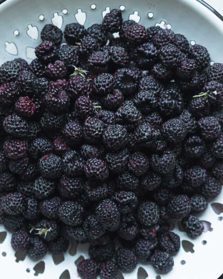 Black Raspberry Ice Cream - wild thistle kitchen